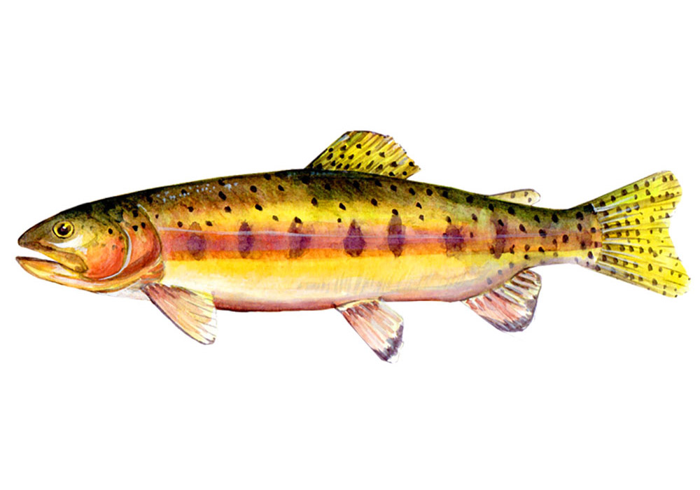 Trout – Golden, Dressed - Something Fresh Guam | Saipan | Palau