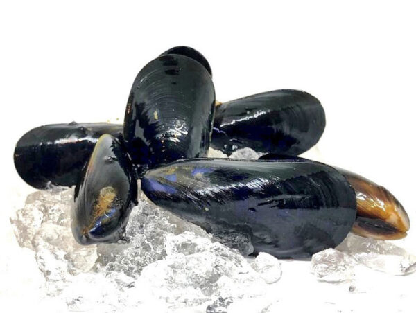Black Mussels (Medium) - Something Fresh Guam | Saipan | Palau